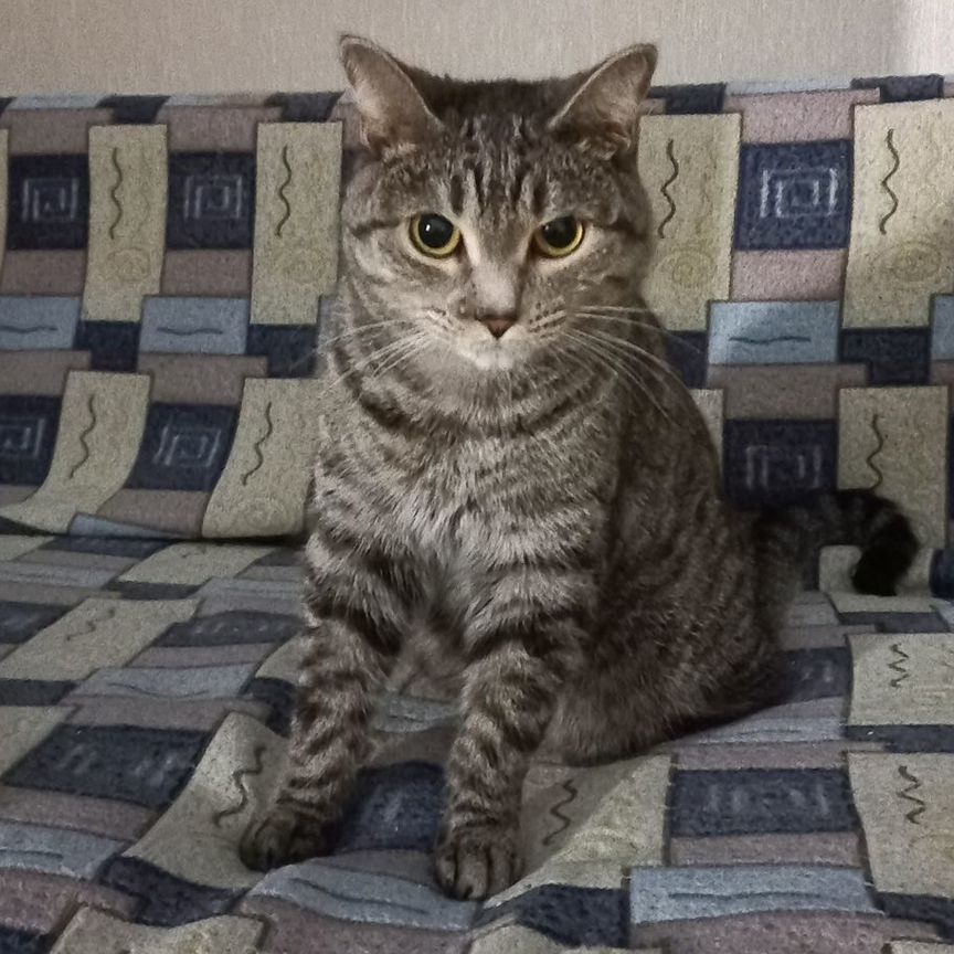 Взрослый кот в добрые руки