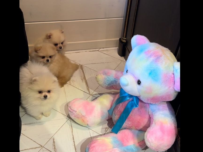 Померанский шпиц мини мальчики