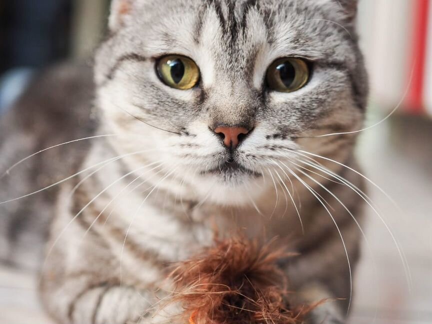 Шотландская юная кошка. Бесплатно
