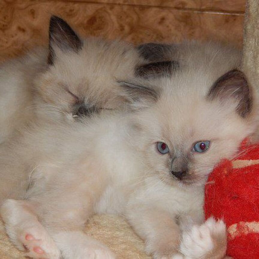 Кошечки рэгдоллы