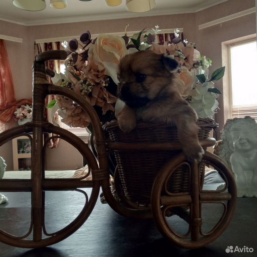 Голдаст Йорк