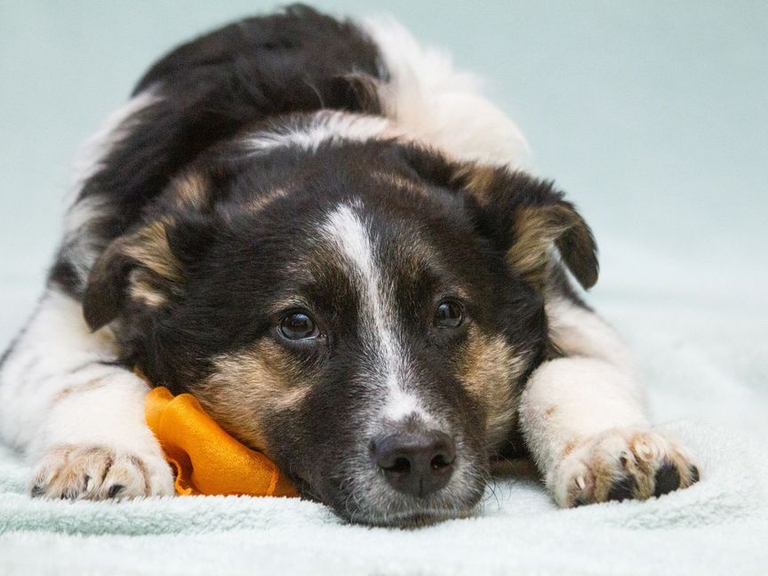 Норд мечтает о семье на новый год