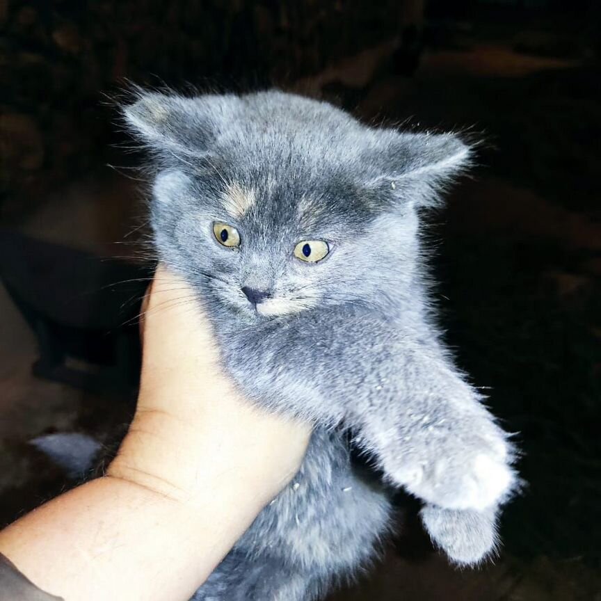 Котята в дар