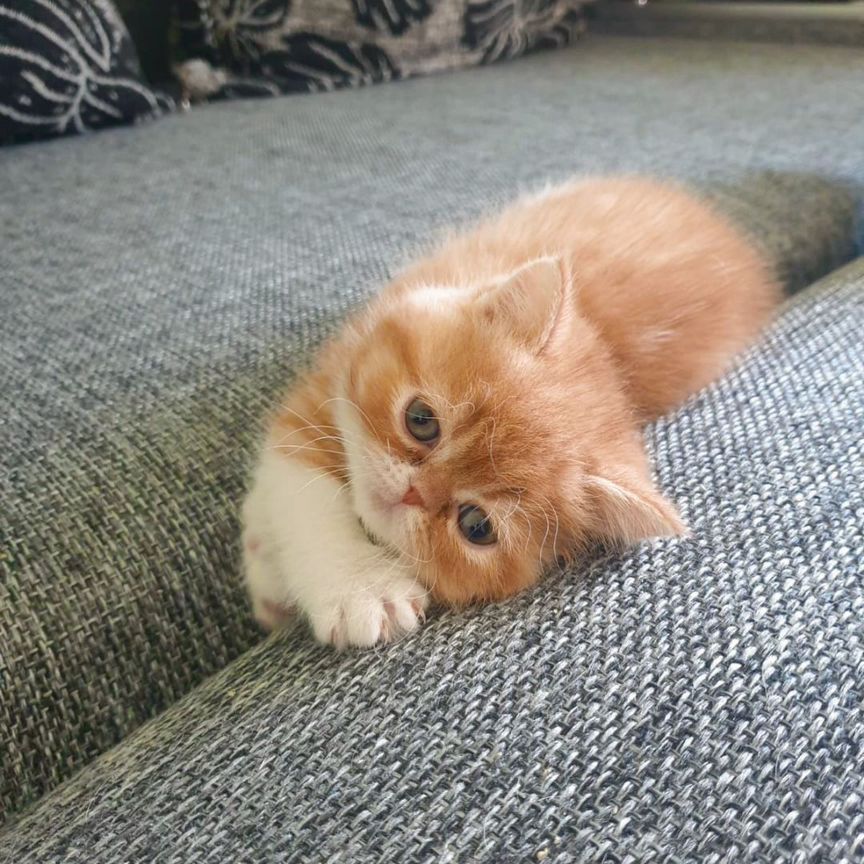 Экзотическая кошечка