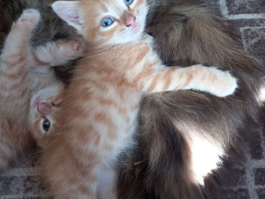 Кошка в дар бесплатно