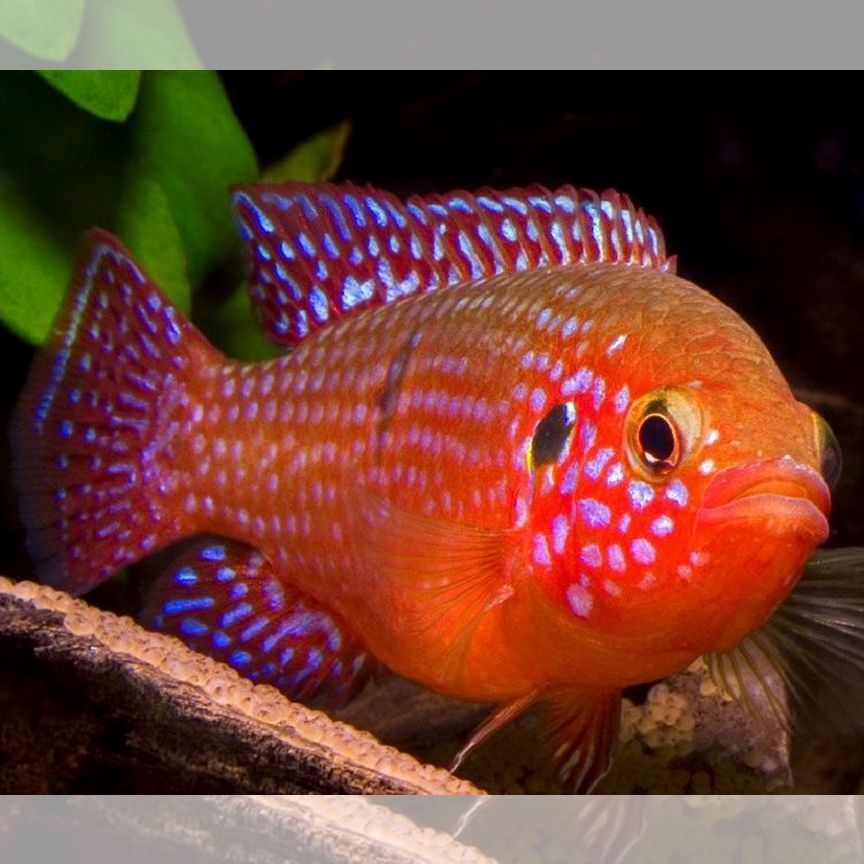 Хромис красавец - Hemichromis bimaculatus 3-4см