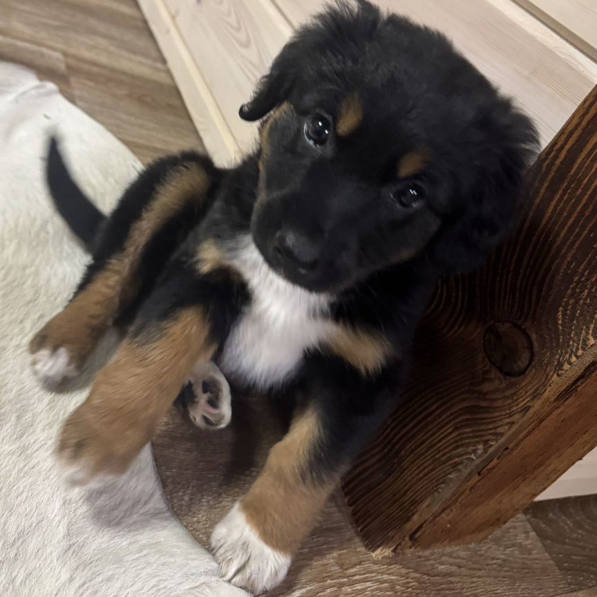 Бернский зенненхунд, щенок