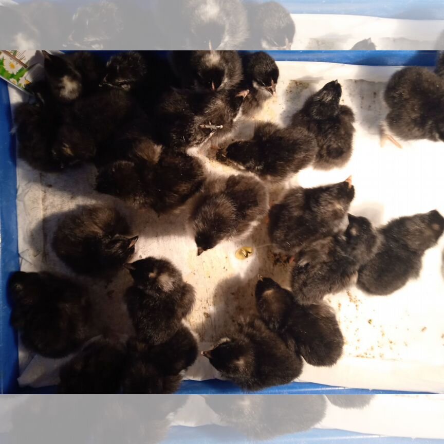 Цыплята петушки