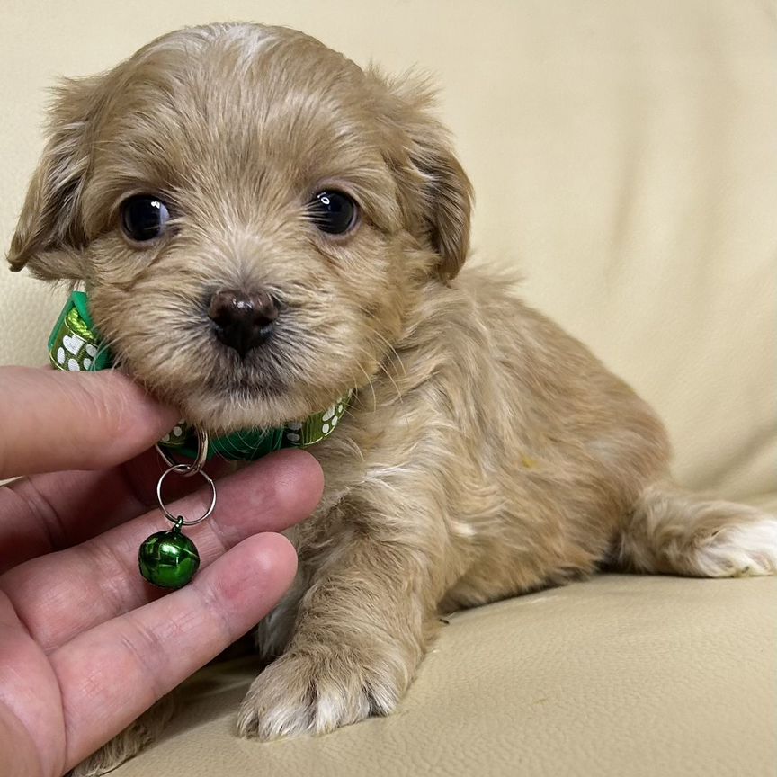 Мальтипу, щенок