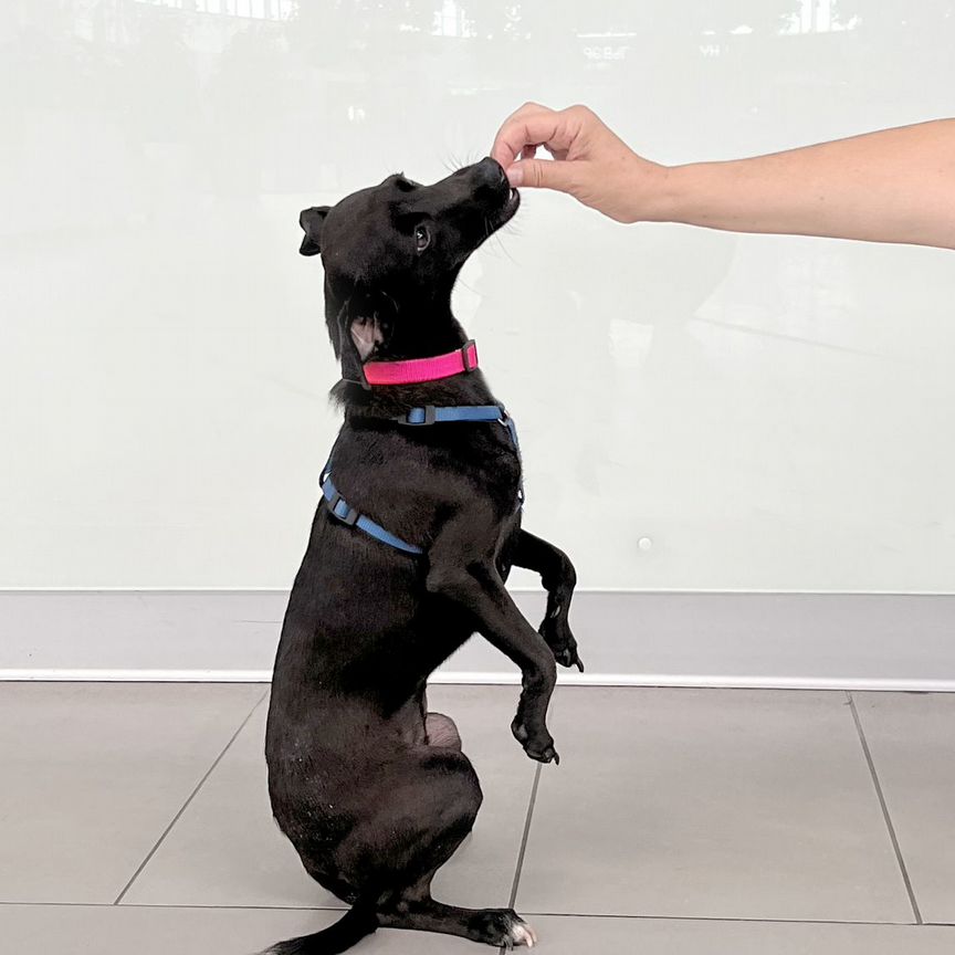 Крошечная Фима в добрые руки