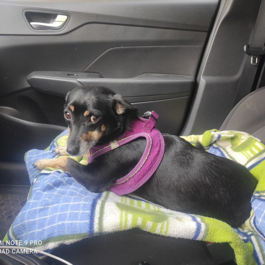 Собака в добрые руки