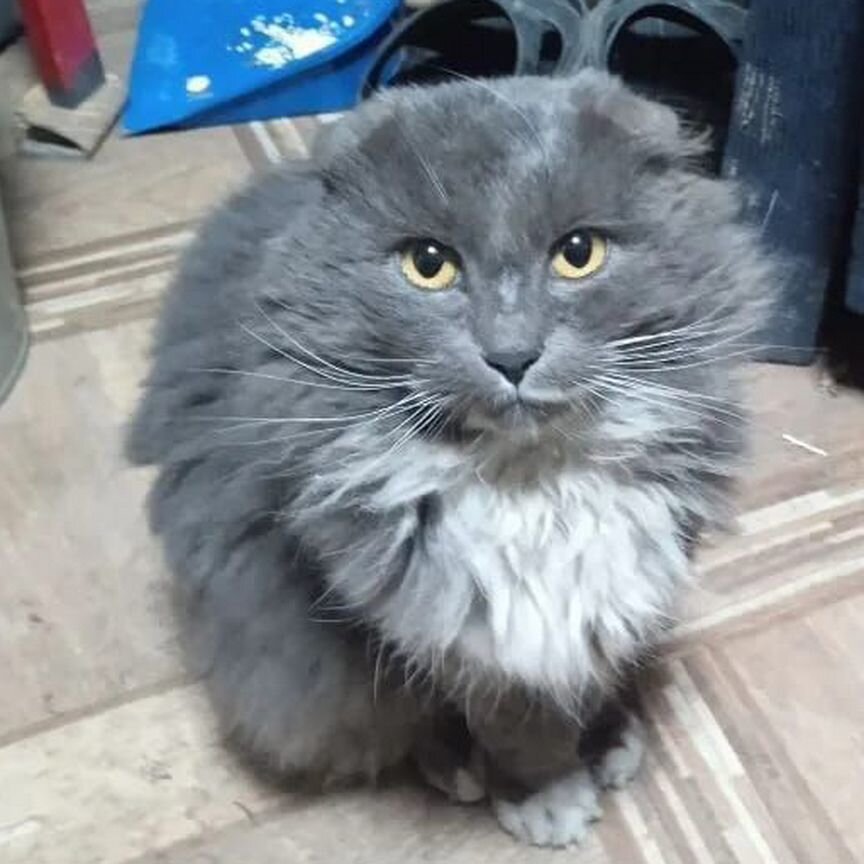 Взрослый кот в добрые руки