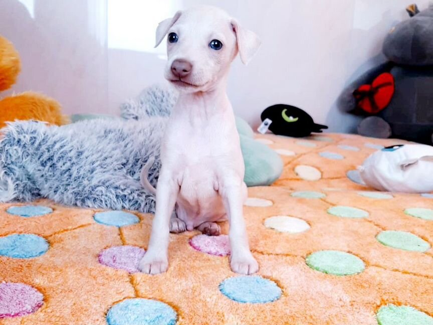 Кремовый мальчик левретки