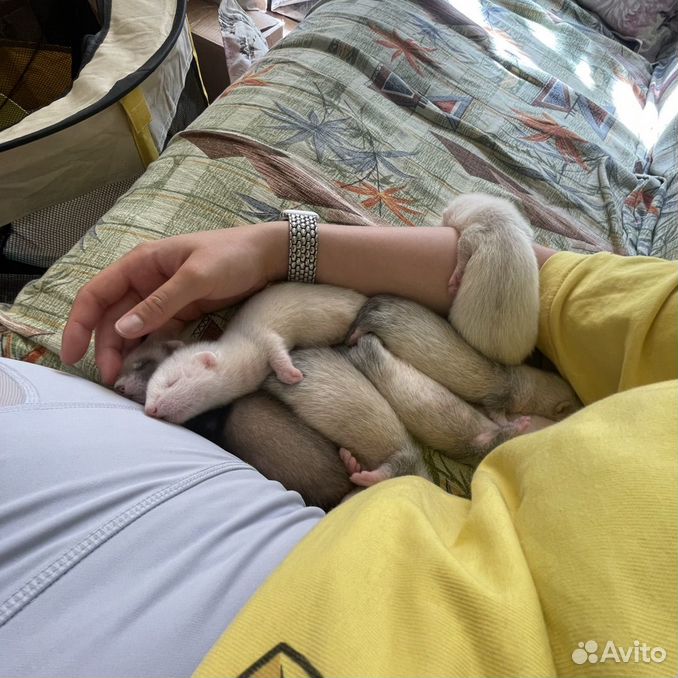 Хорьки экзоты