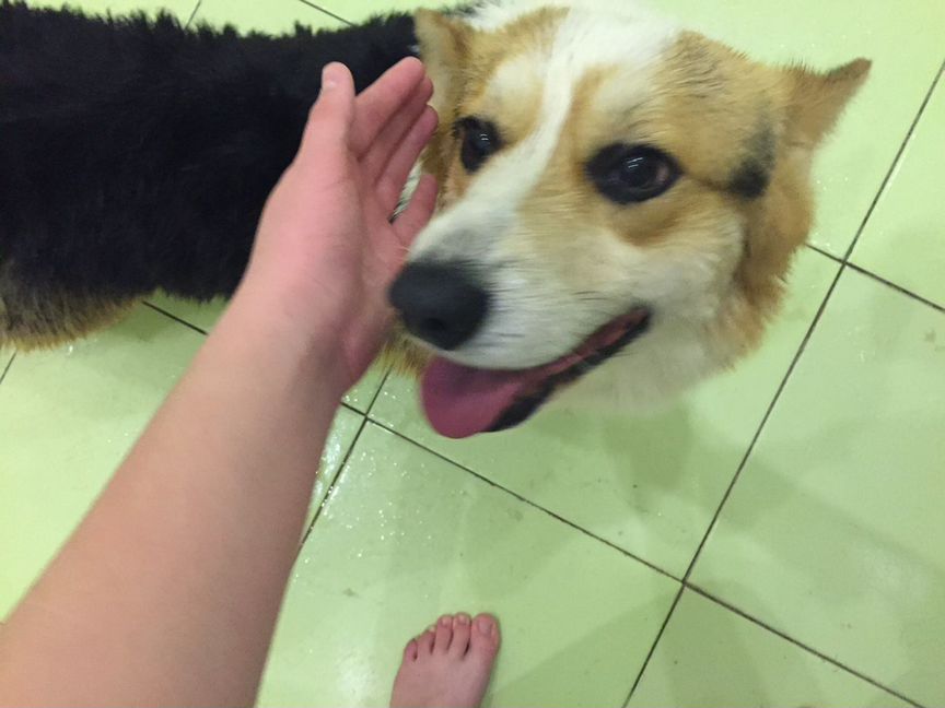 Вязка Кобеля Вельш Корги