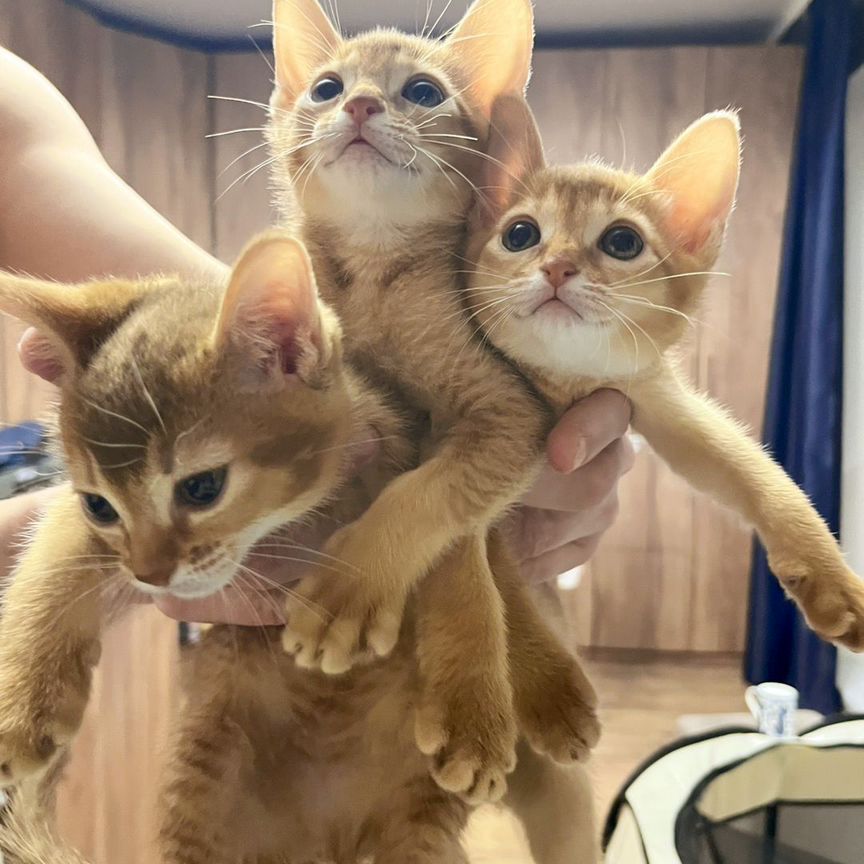 Абиссинские котята
