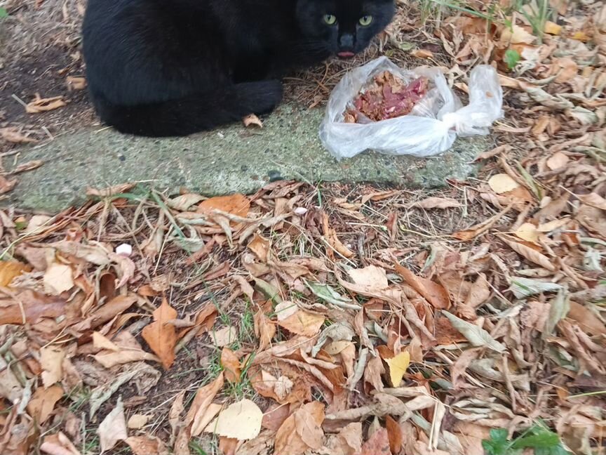 Котик