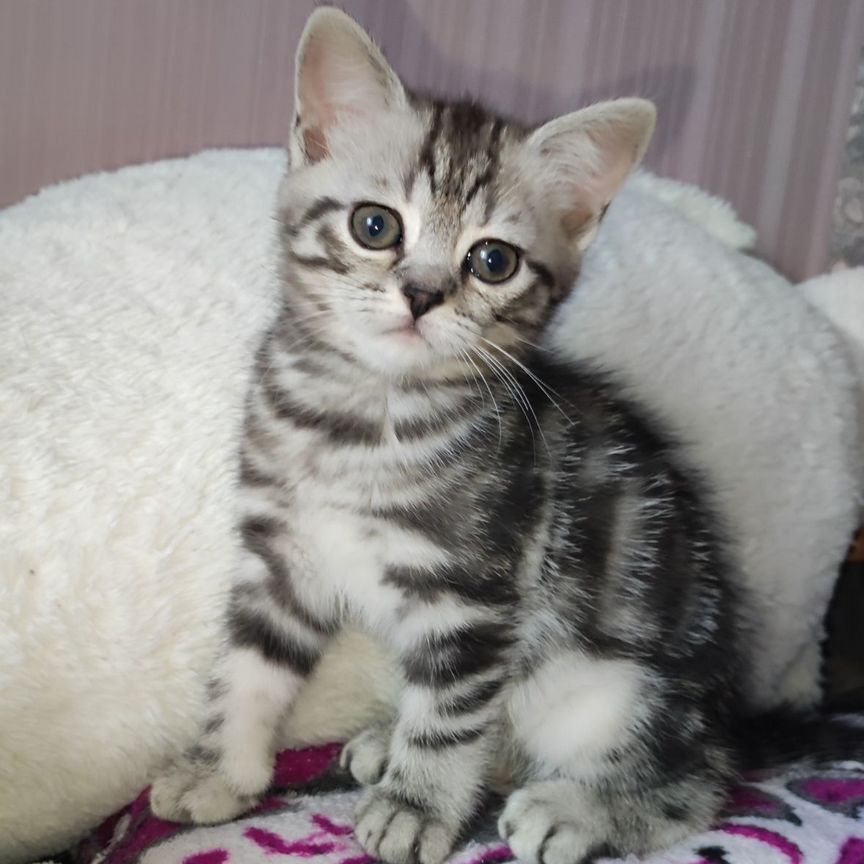 Шотландские котята