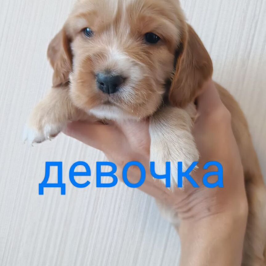 Кокер спаниель