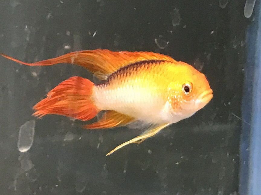 Аквариумеая рыба