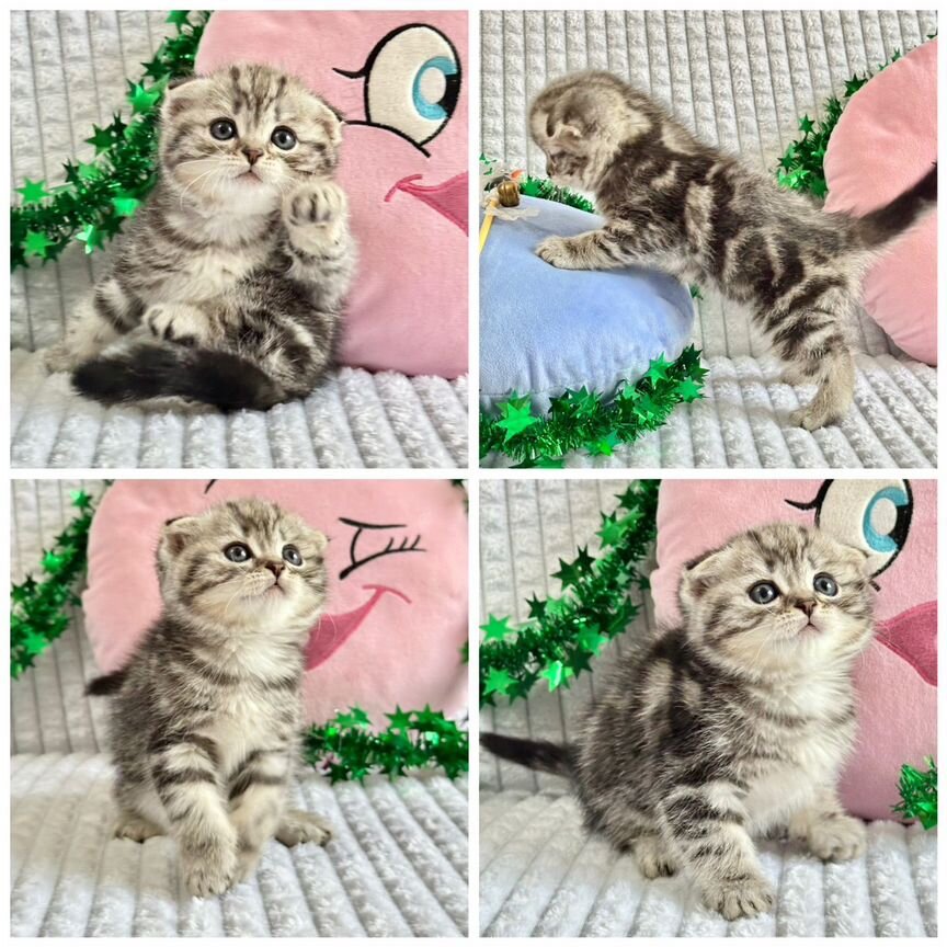 Шотландские вислоухие и прямоухие котята