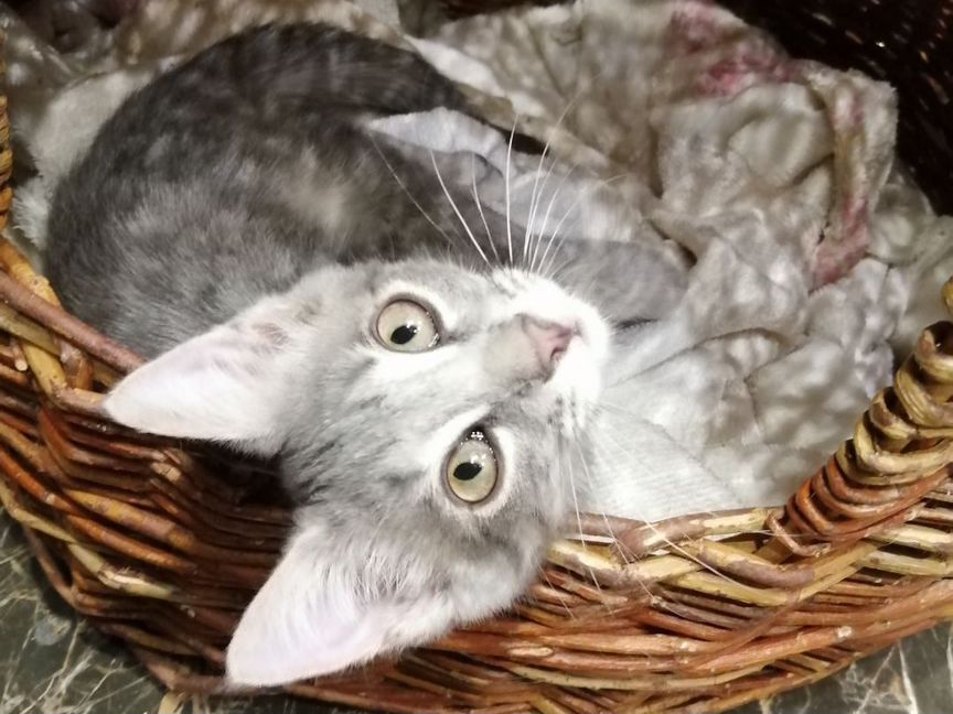 Котенок Игорь, окрас дворянский вискас (серый)