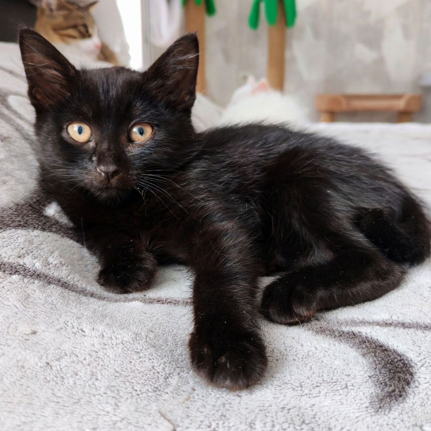 Котенок Мишка