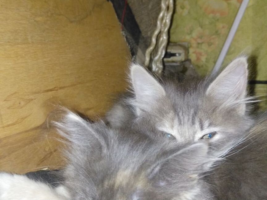 Кошки в добрые руки