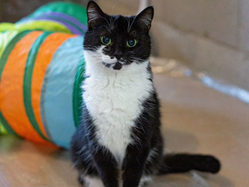 Кошка Сью в добрые руки