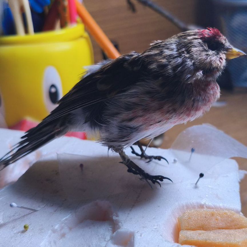 Синичка и чечётка бронь