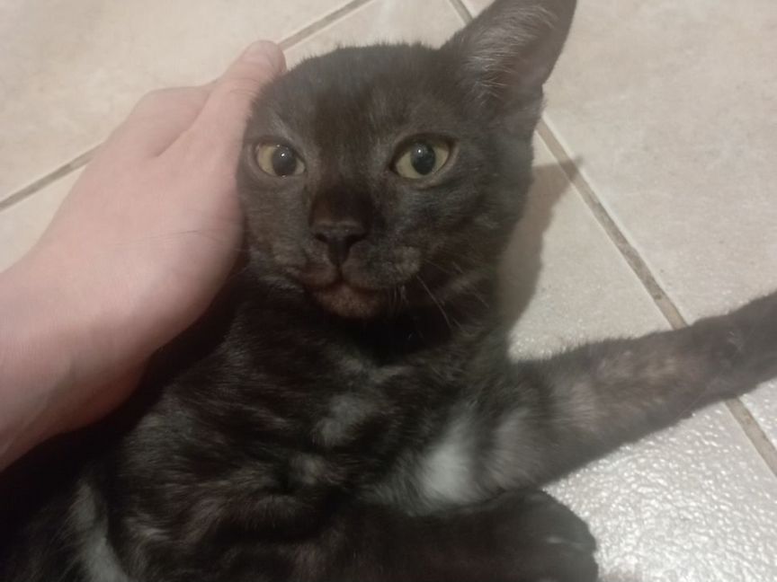 Черный котенок