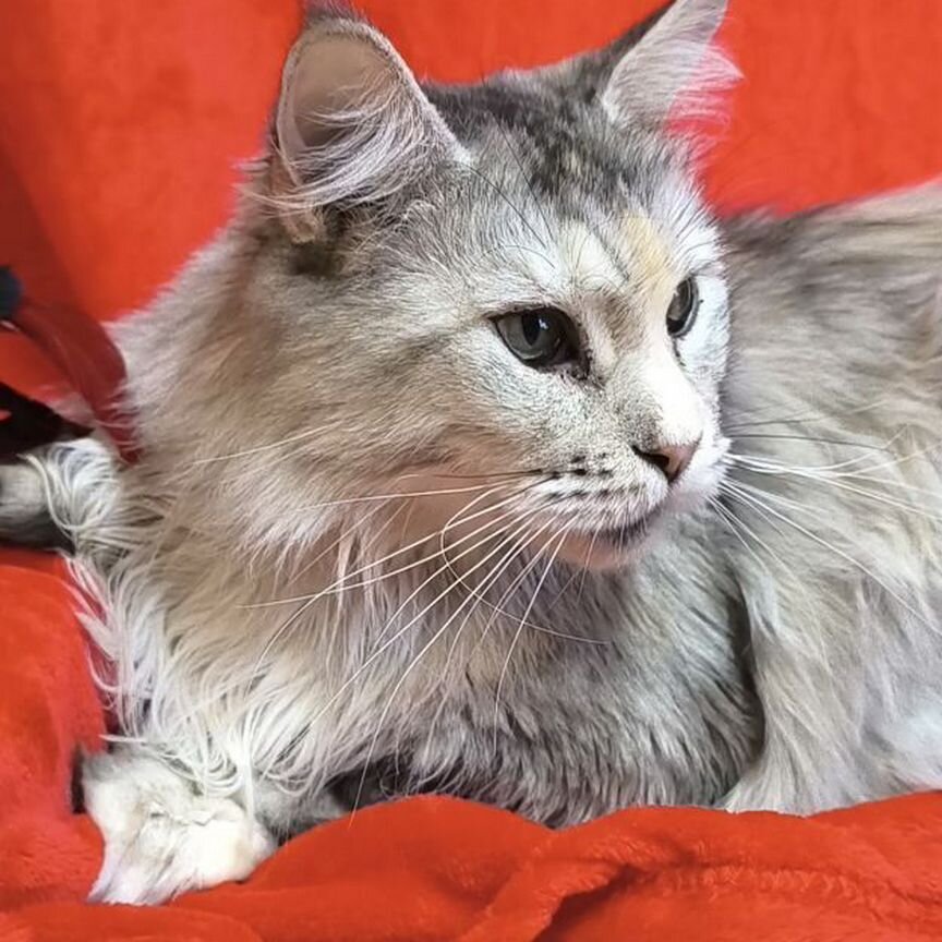 Кошка мейн-кун полидакт