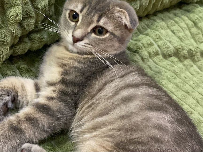 Кошка Муся, 1 годик