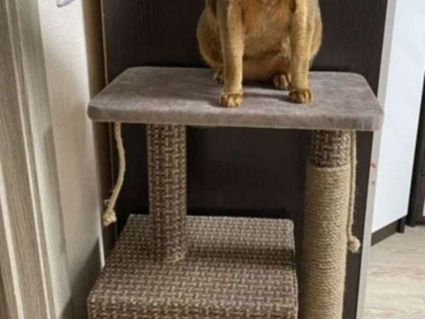 Кошкин дом Микки-Маус