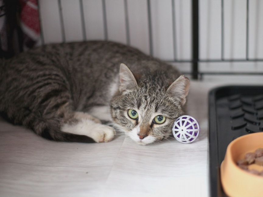 Кошка из приюта в добрые руки