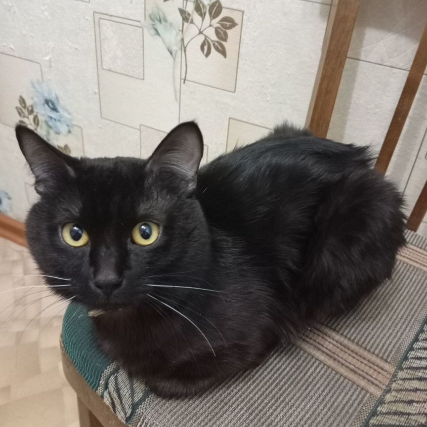 Отдам кота в добрые руки