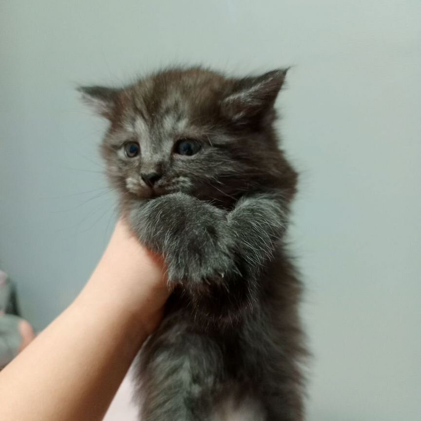 Котята 1,5 месяцев, ходят в лоток
