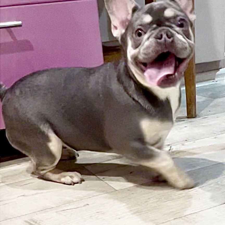 Девочка лилак-тан S/L 4(в течке)