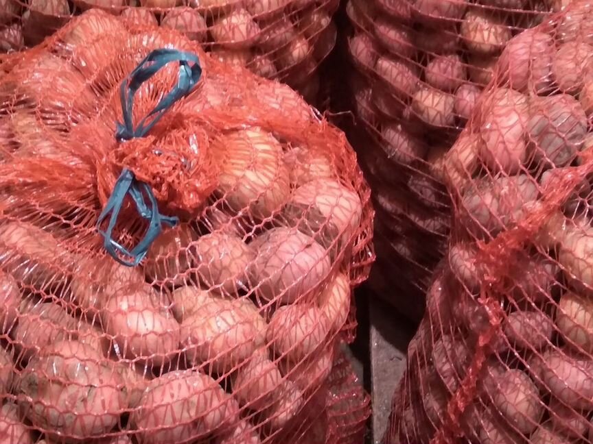 Картофель на корм скоту