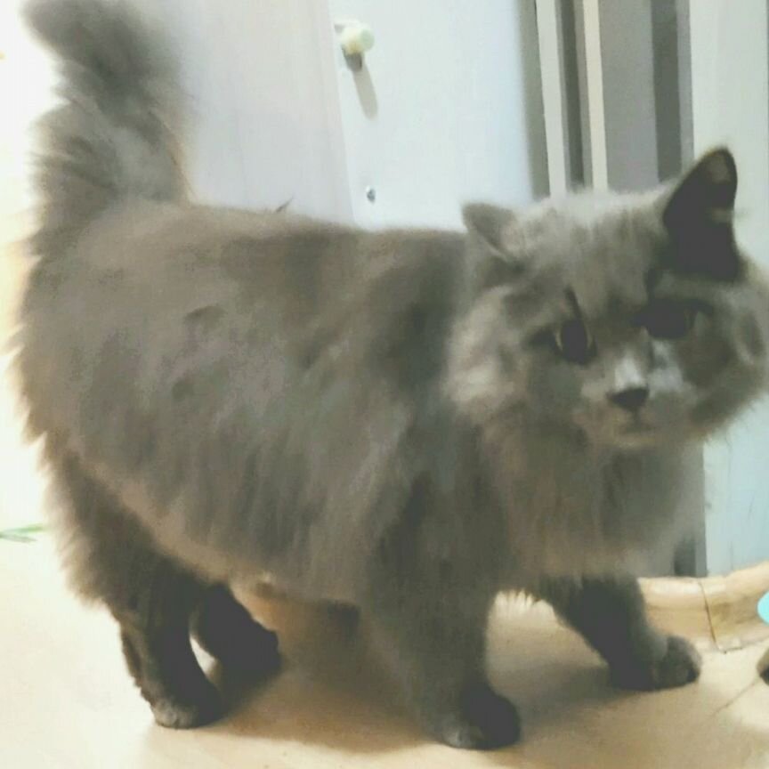 Шикарный, но несчастный