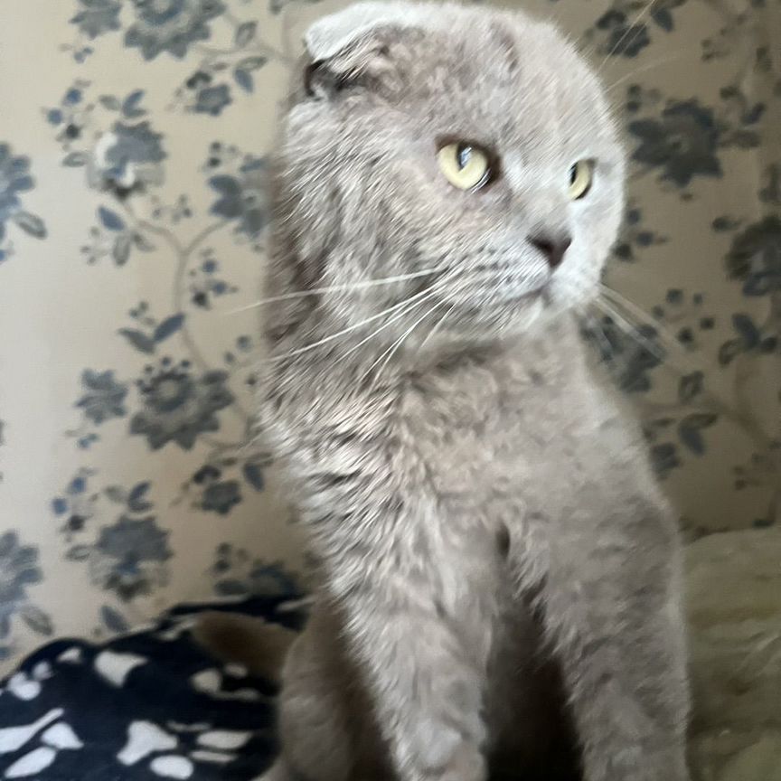 Шотландская вислоухая кошка