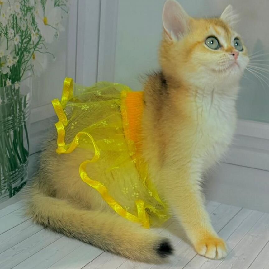 Шотландский прямоухий короткошёрстный котёнок