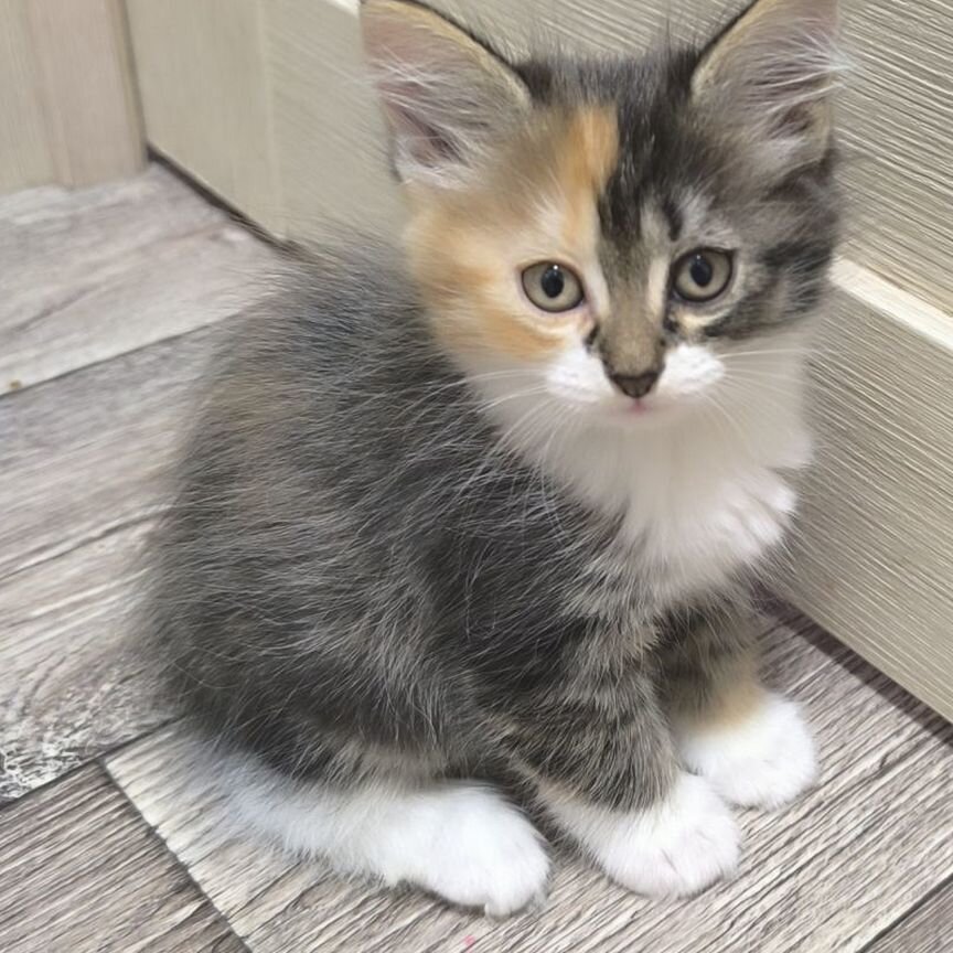 Мейн-кун котёнок