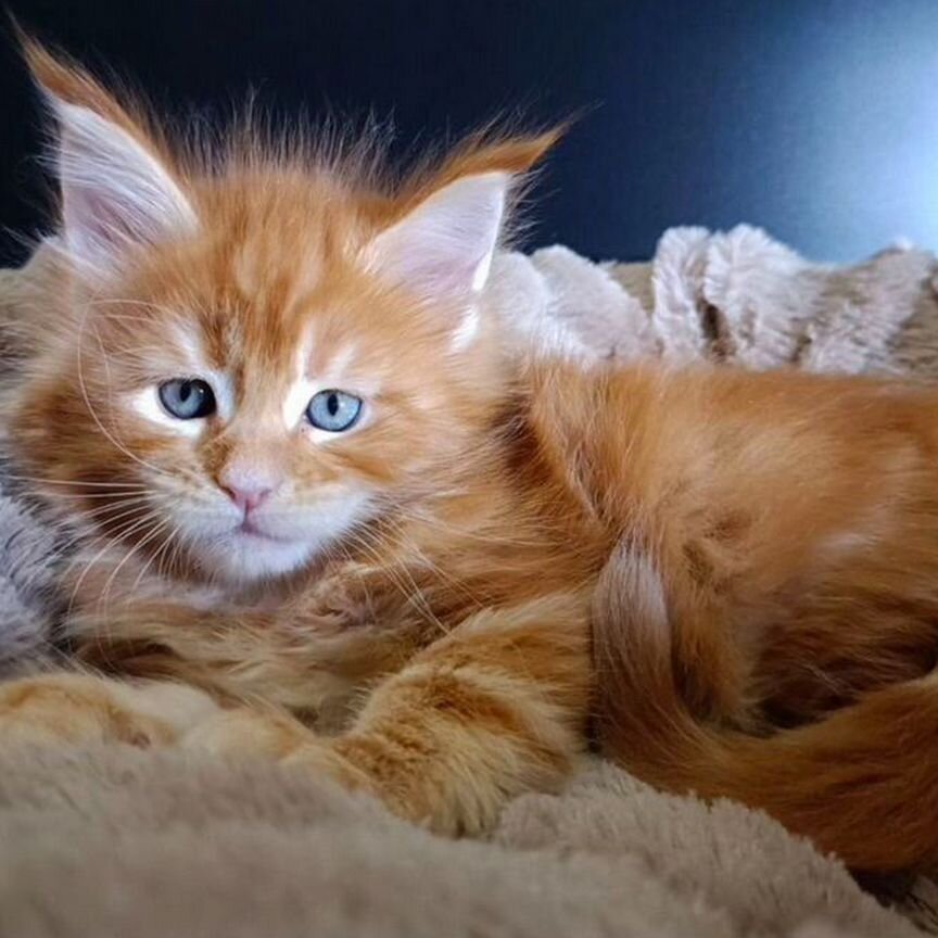 Мейн-кун котёнок