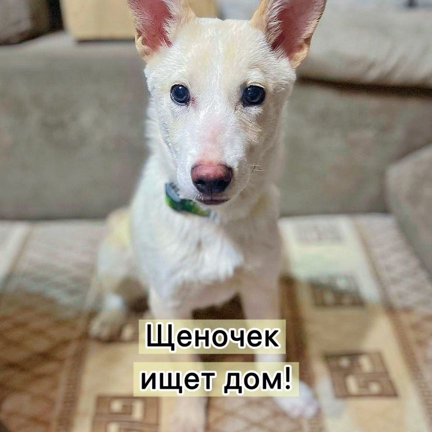 Щенок в добрые руки