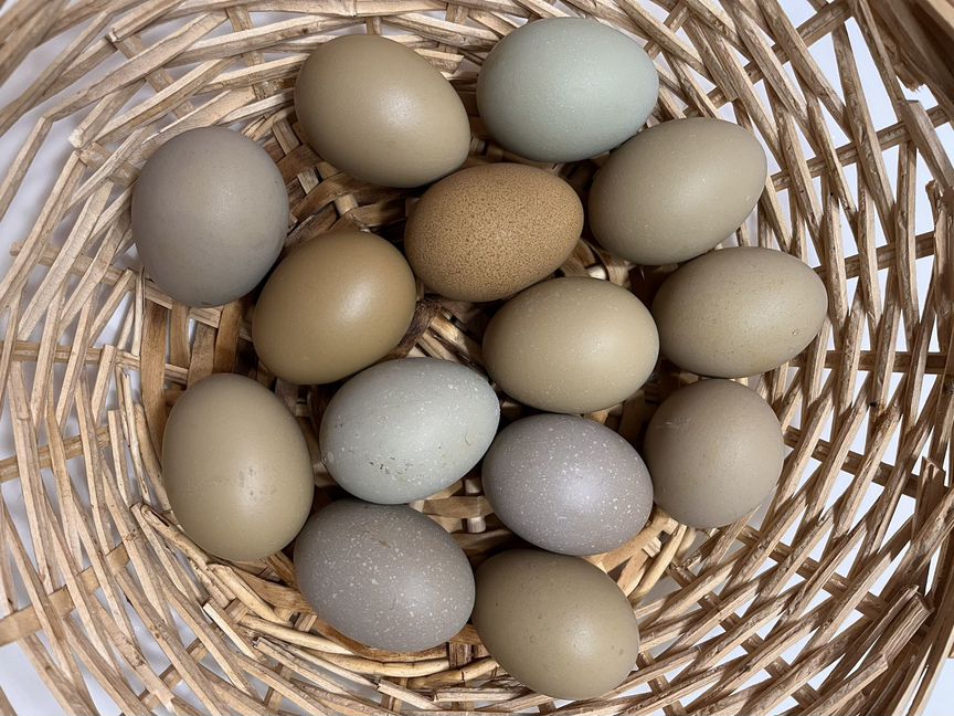 Оливковый эггер Olive Eggers инкубационное яйцо