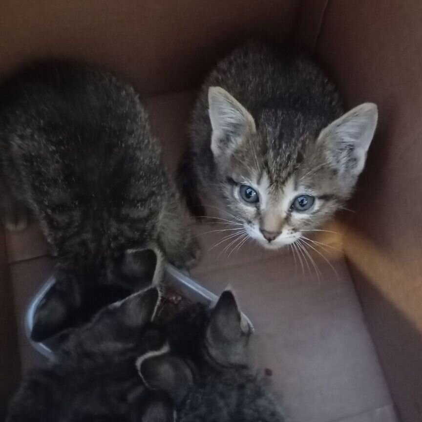 Котята в добрые руки бесплатно