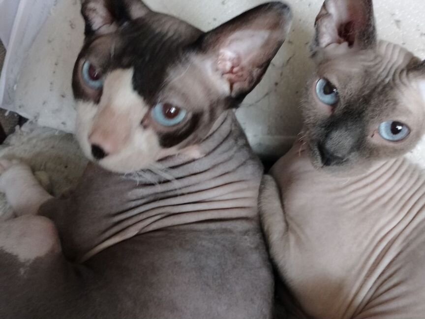 Канадский сфинкс