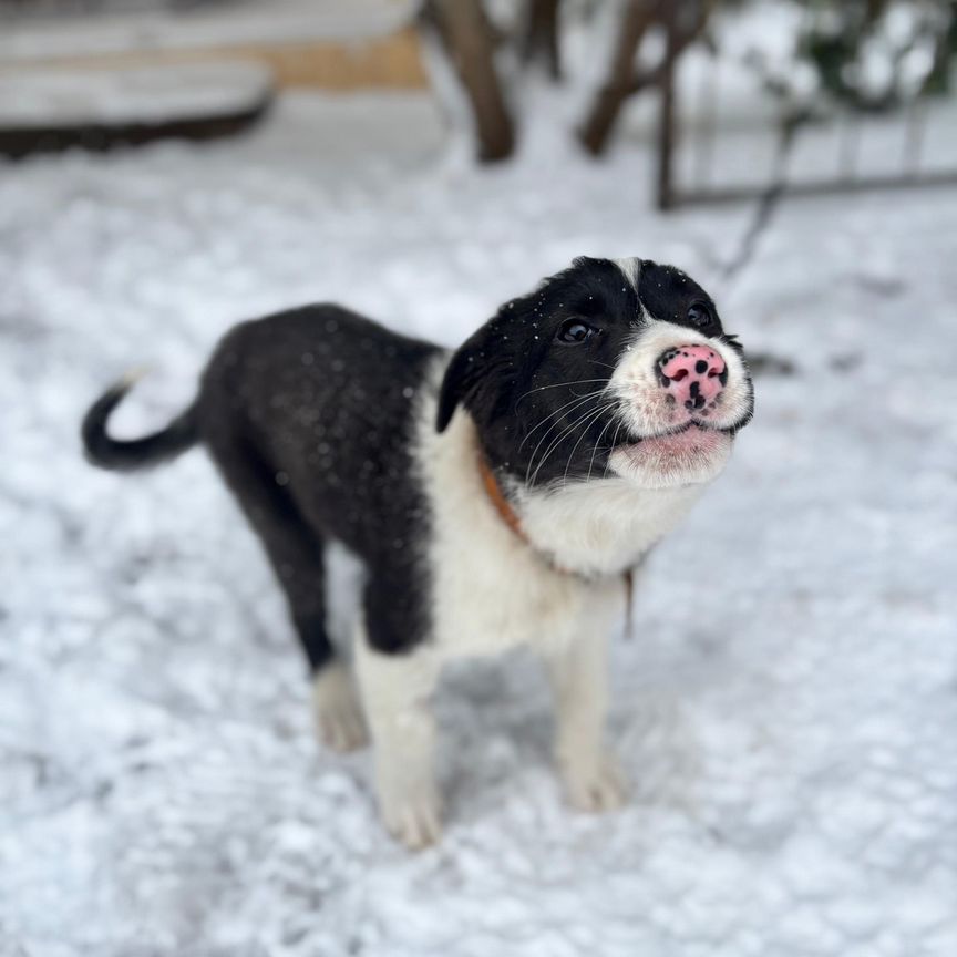Ищет дом малышка,3 мес