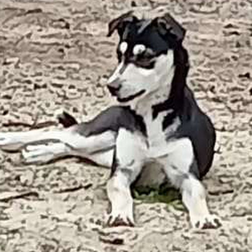 Добрая и преданная собака на передержке